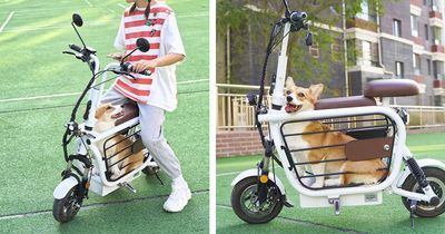 The Beetl Is a Roomba-Like Robot That Roams Around Your Yard, Picking ...