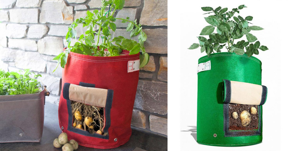 Genius Urban Potato Planter Doesn't Require You To Pull Plant To Gather ...