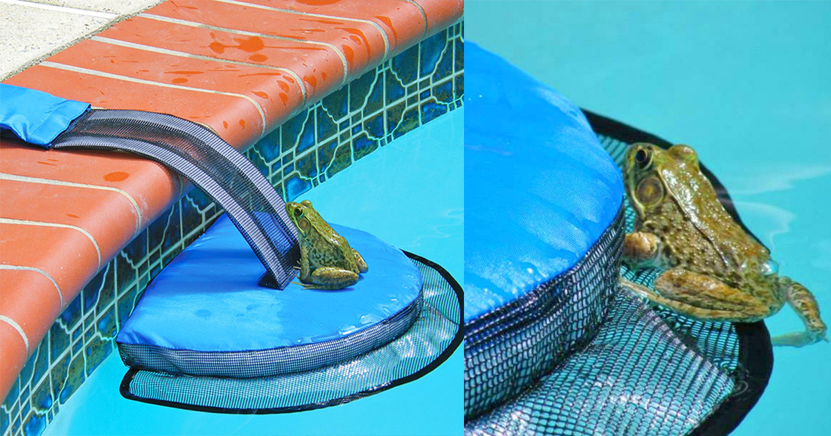 This Mini Pool Ramp Helps Frogs and Other Small Critters Out Of Your Pool