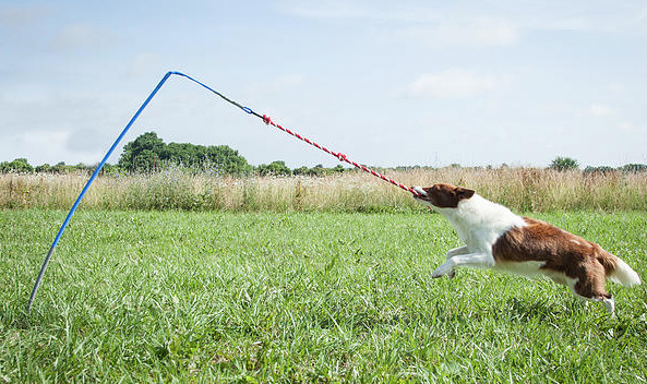 Tether Tug A Self Tugging Dog Toy That Sticks Into The Ground