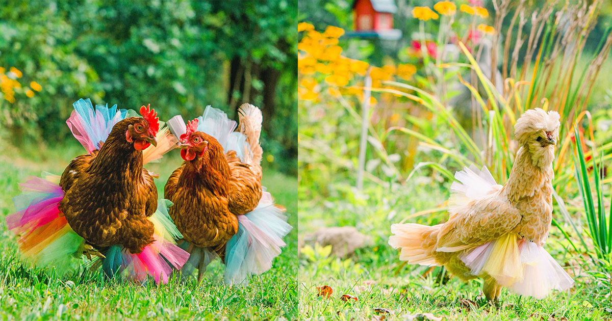 You Can Now Dress Your Chicken In A Tutu To Make Them Extra Fancy